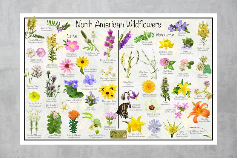 North American Wildflower Nature Poster / Provides Picture ...