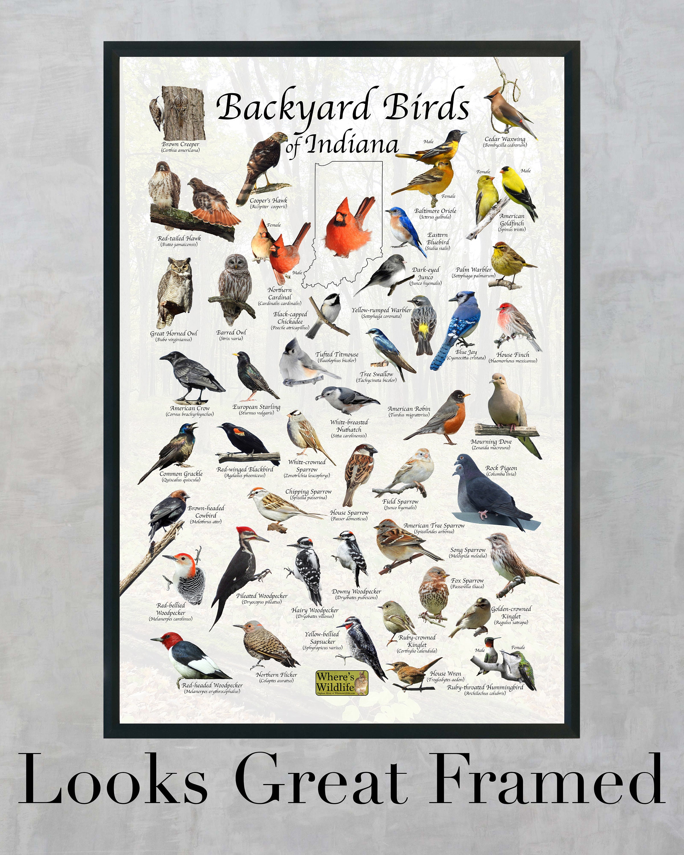 Backyard Birds of Indiana Bird Identification Poster / Bird - Etsy