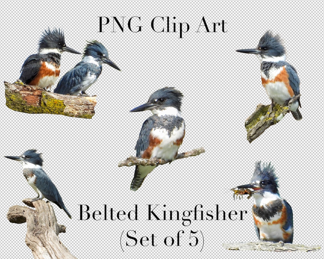 Belted Kingfisher Bird Cutout Set of 5 PNG Clipart With Transparent ...