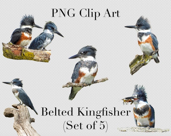 Belted Kingfisher Bird Cutout Set of 5 PNG Clipart With - Etsy