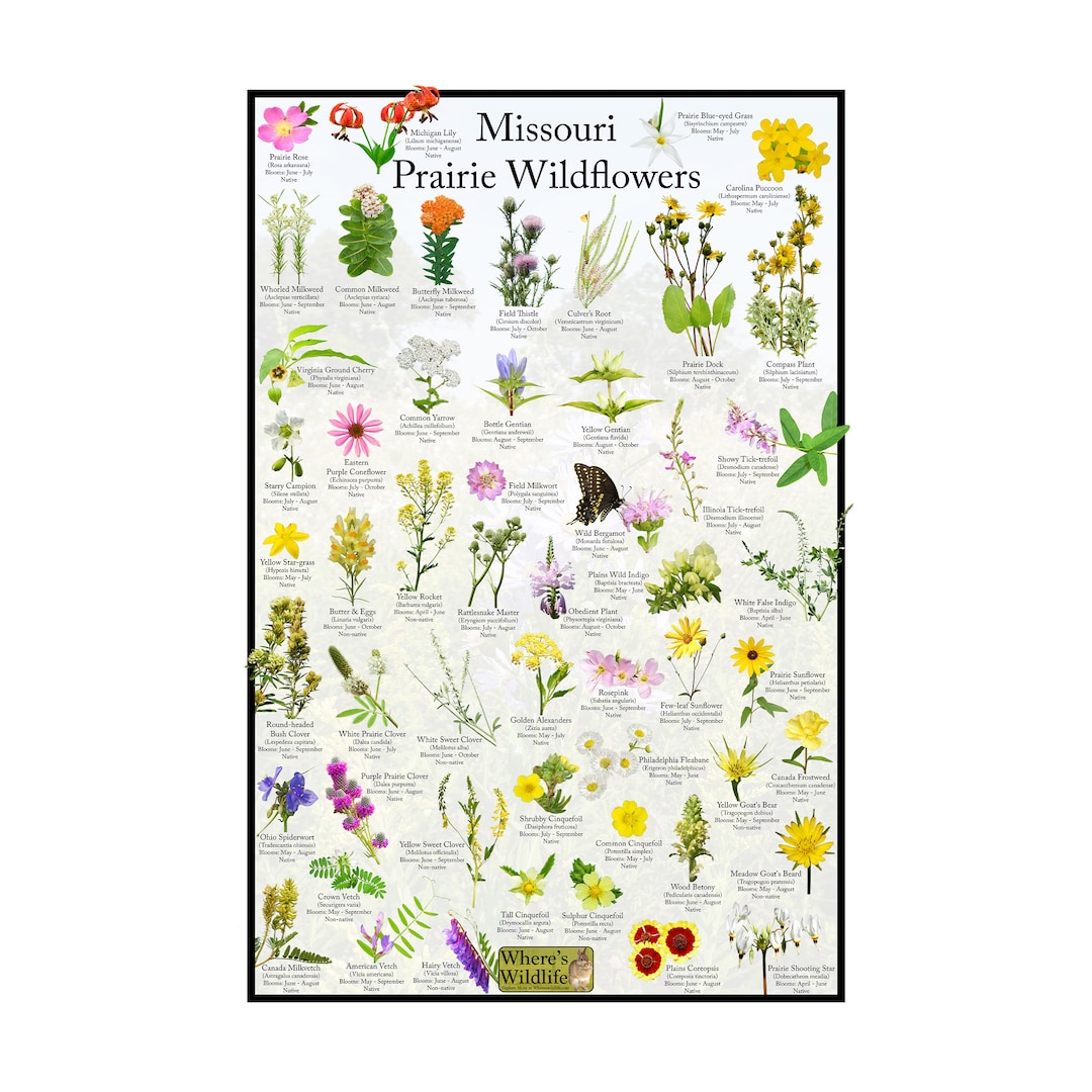 Missouri Prairie Wildflowers Nature Poster / State Wildflower Field ...