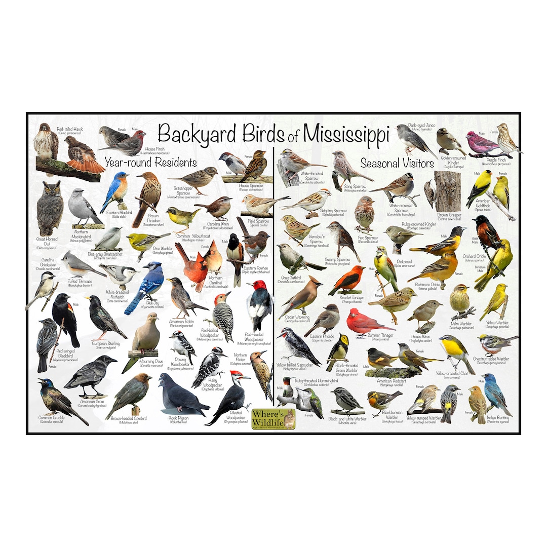 Backyard Birds of Mississippi Bird Identification Poster Divided Into ...