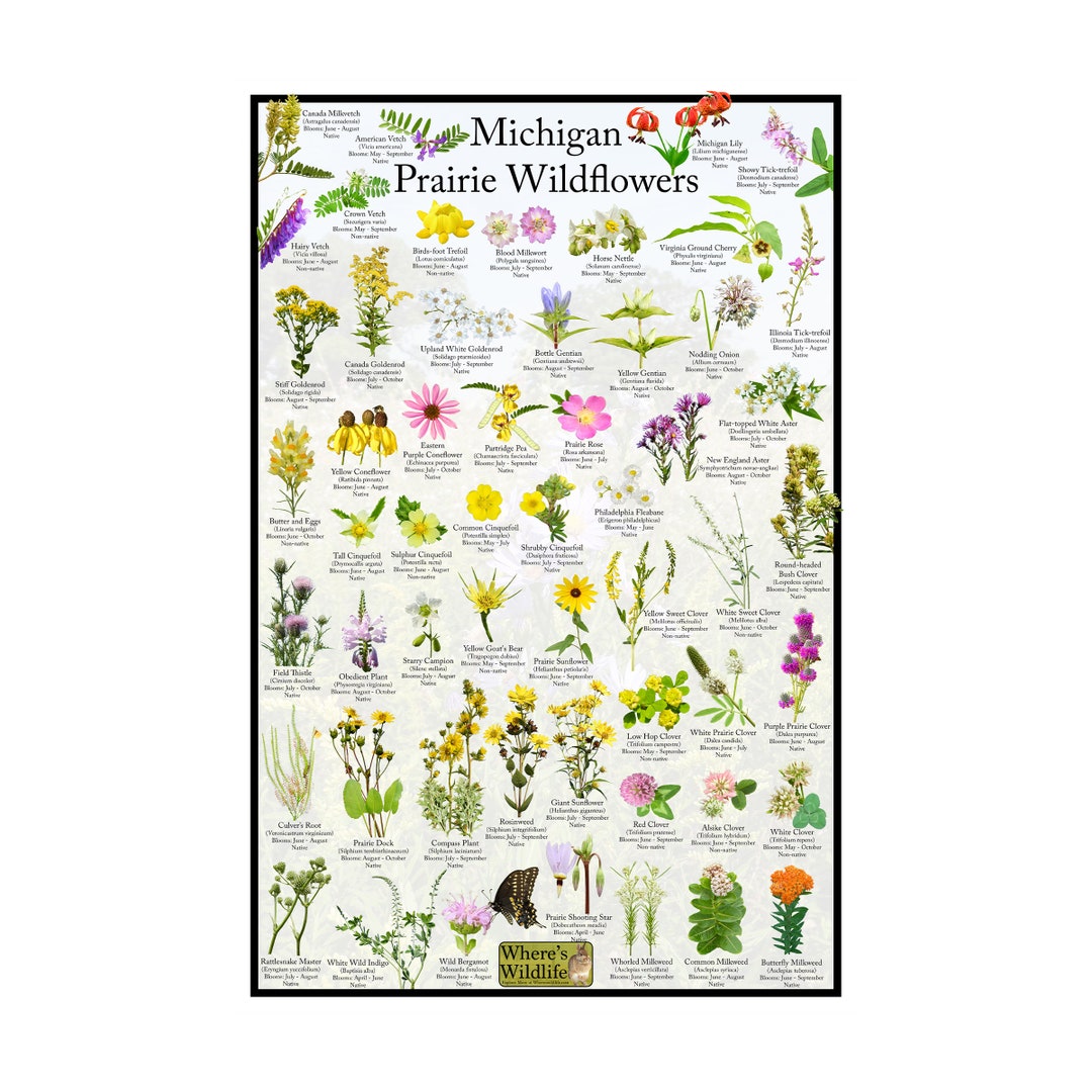 Michigan Prairie Wildflower Nature Poster / State Wildflower Field ...