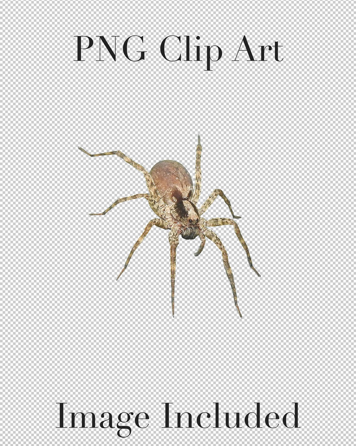Creepy Crawly Spiders Clip Art set of 5 PNG Clipart With - Etsy