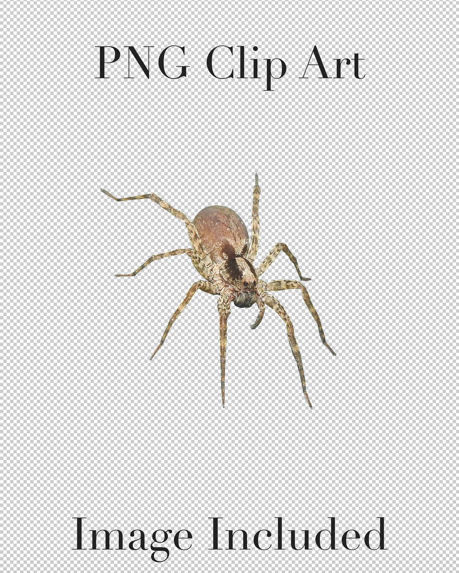 Creepy Crawly Spiders Clip Art set of 5 PNG Clipart With - Etsy