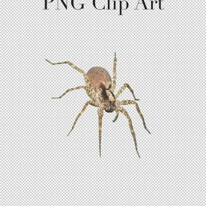 Creepy Crawly Spiders Clip Art (set of 5) PNG Clipart With Transparent ...