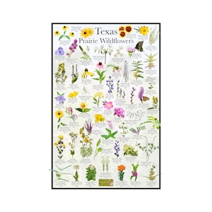 Texas Prairie Wildflower Poster / Native State Flower Guide Providing ...