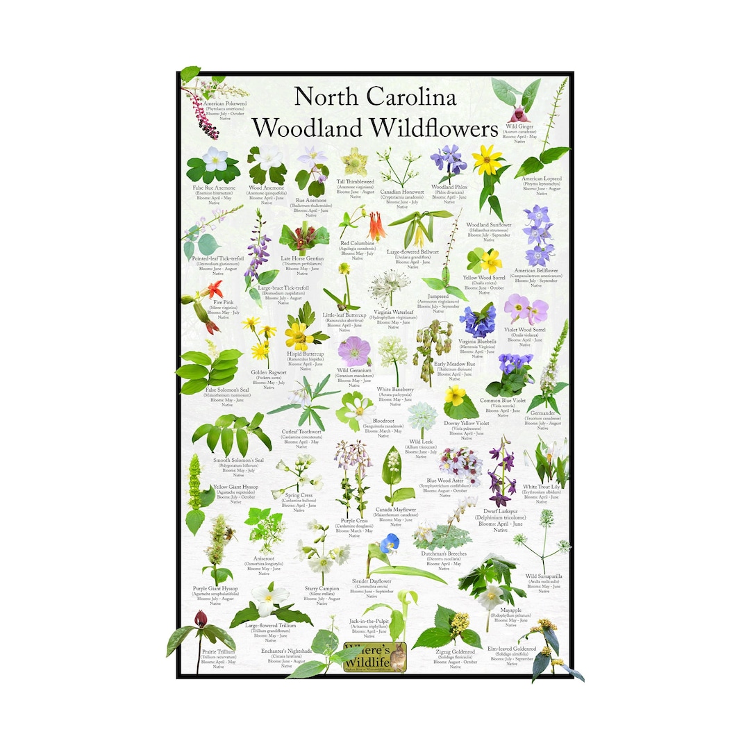 North Carolina Woodland Plants at Pamela Beeler blog