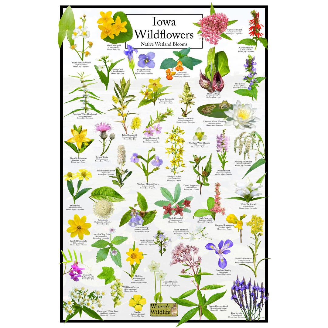 Iowa Wildflowers - Native Wetland Blooms Poster | Iowa's Wetland ...