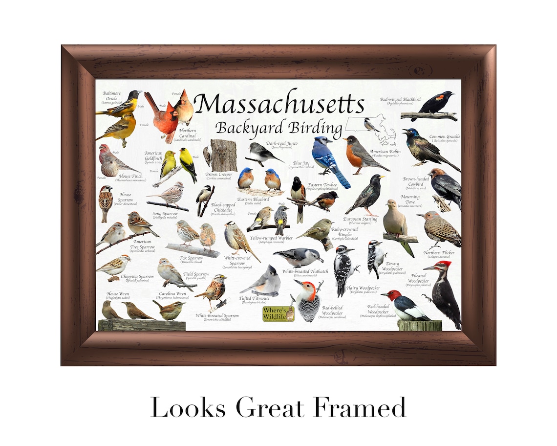 Birds of Massachusetts Backyard Birding Identification Picture | Etsy