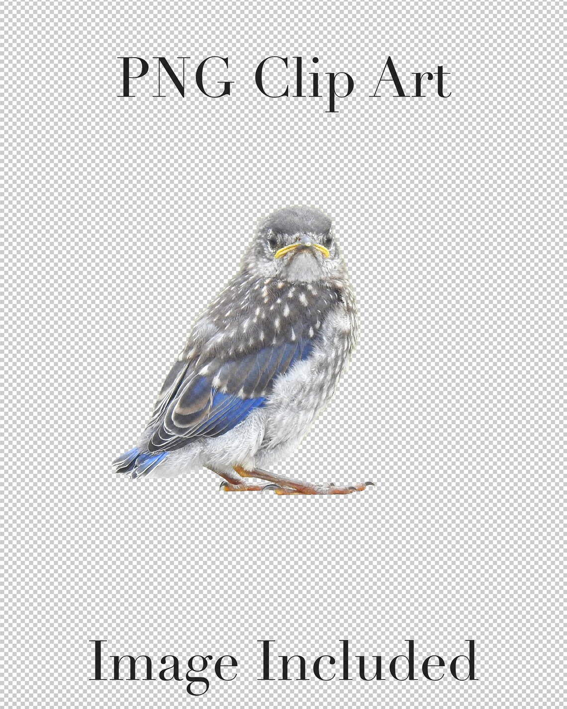 Eastern Bluebird Bird Set of 5 PNG Clipart With Transparent Background ...