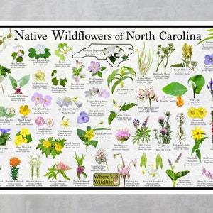Native Wildflowers of North Carolina / State Flower Field Guide Poster ...