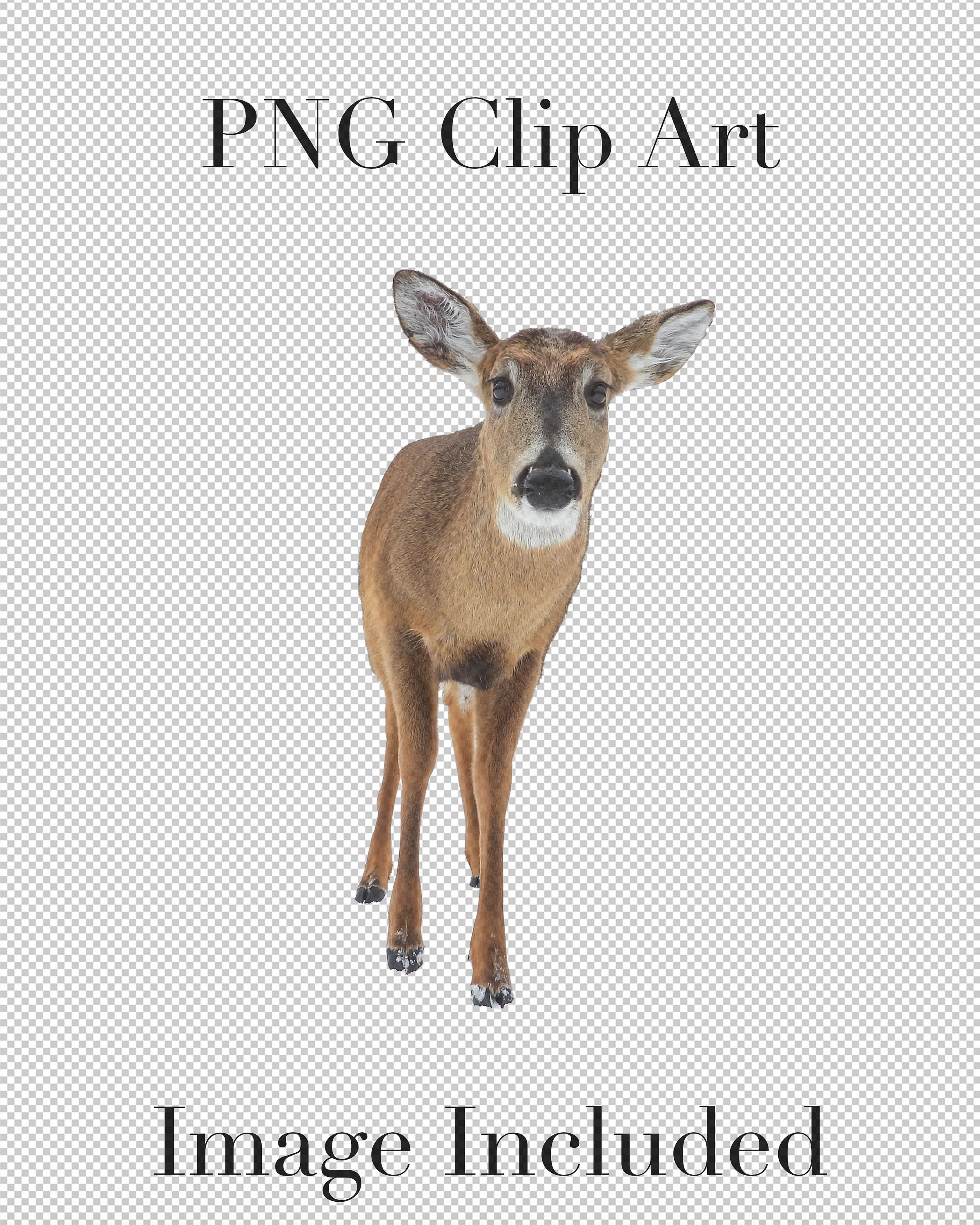White Tailed Deer Animal Clip Art set of 5 PNG Clipart With | Etsy
