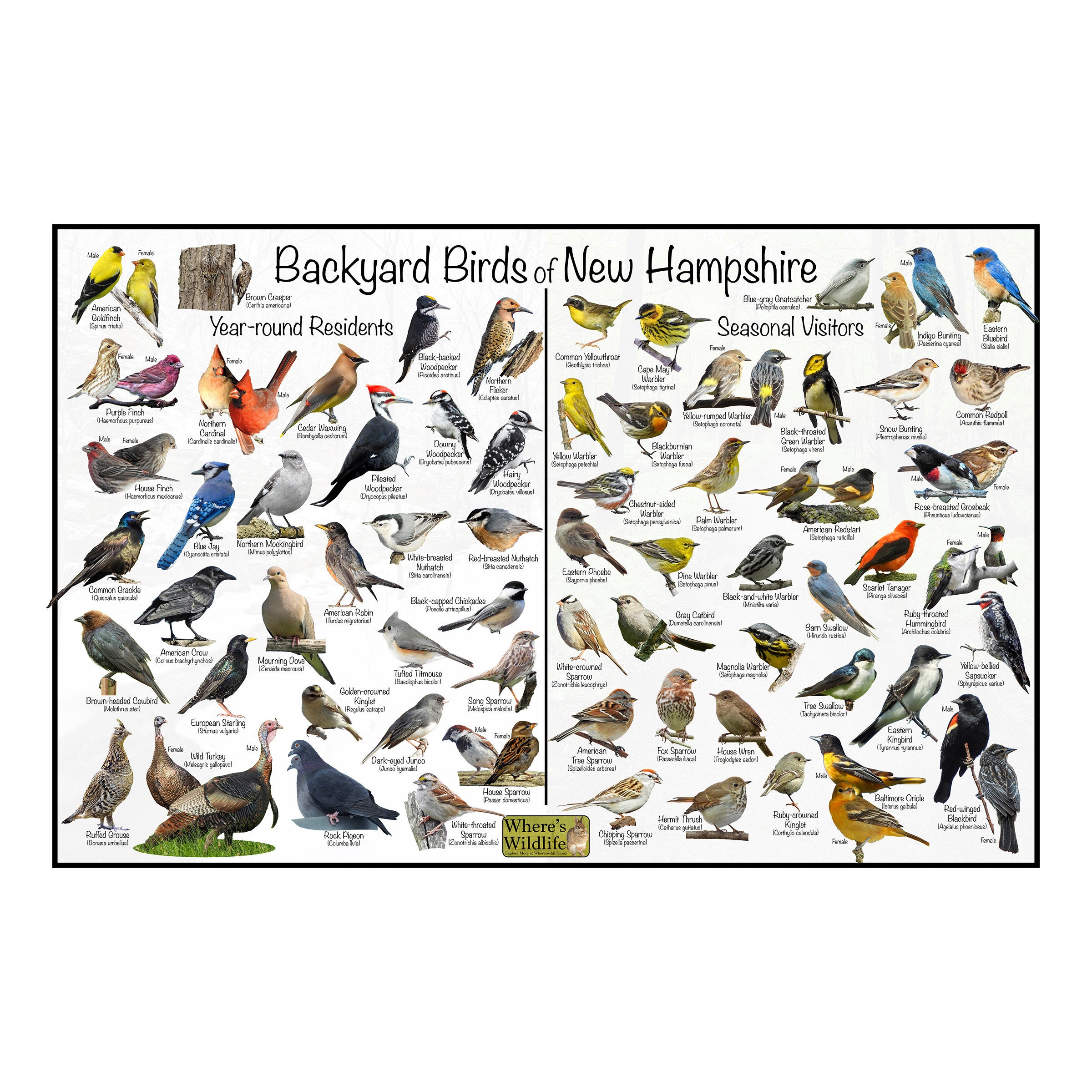 Images Of Birds Chart News New Book | Embroidered Birds And Their