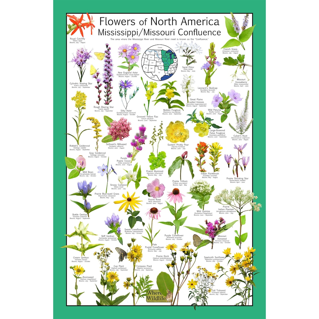 Flowers of North America Missouri / Mississippi Confluence - Native ...
