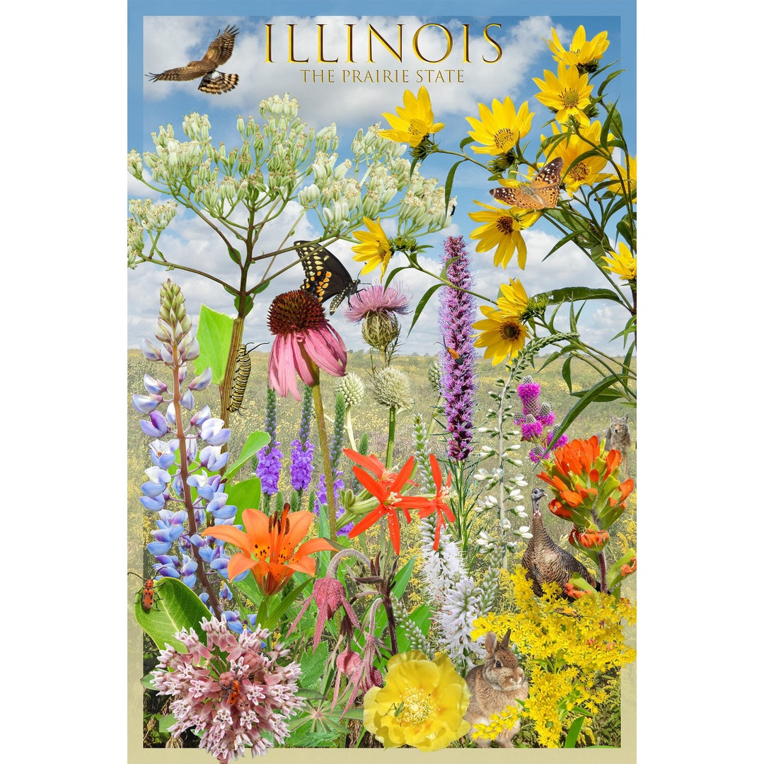 Illinois Prairie Poster - Native Prairie Wildflowers Found in the ...