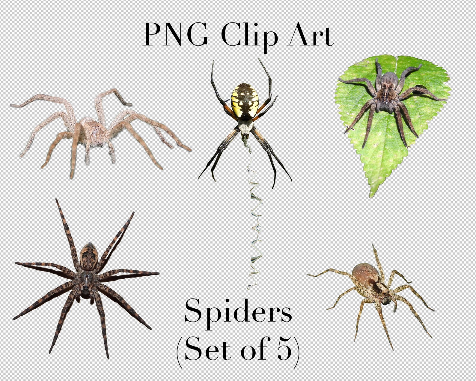Creepy Crawly Spiders Clip Art set of 5 PNG Clipart With - Etsy