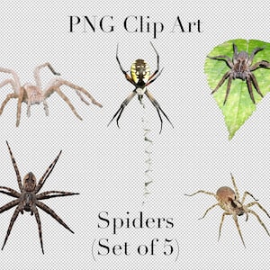Creepy Crawly Spiders Clip Art (set of 5) PNG Clipart With Transparent ...