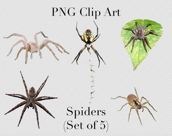 Walking Stick Bugs Clip Art set of 5 PNG Clipart With | Etsy UK