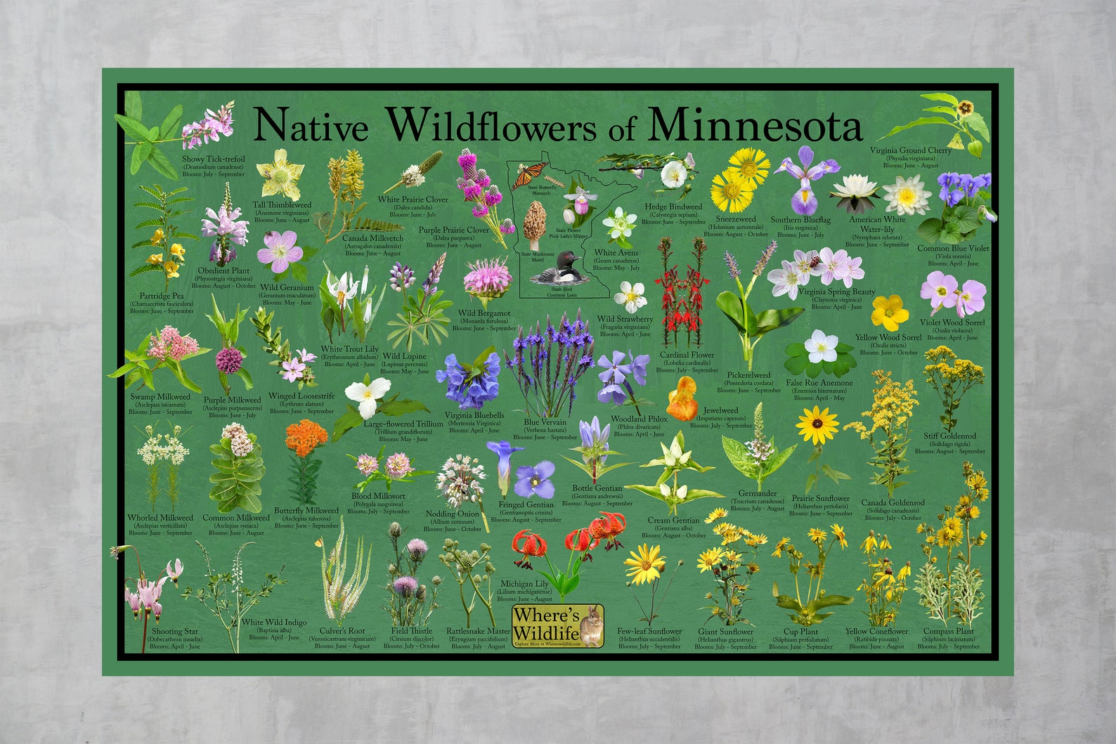 Native Wildflowers of Minnesota / State Flower Field Guide Providing ...