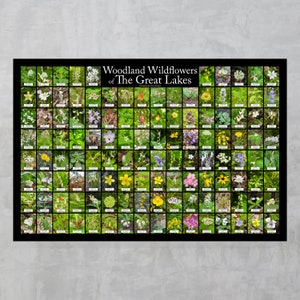 Woodland Wildflowers of the Great Lakes Flower Identification Poster ...