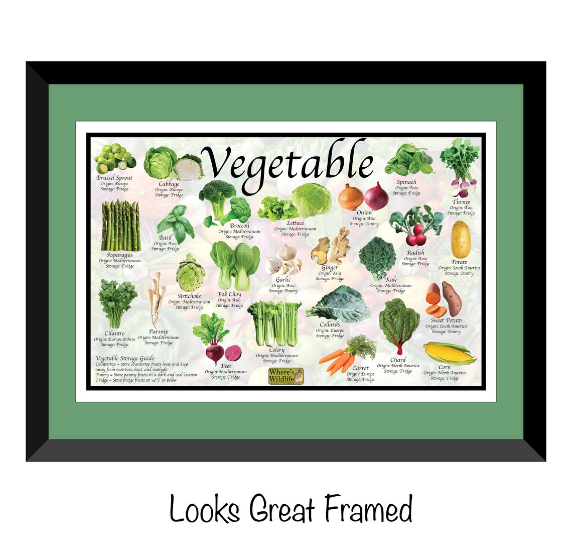 Vegetable Poster / Culinary Poster Providing Origin, Best Storage, and ...