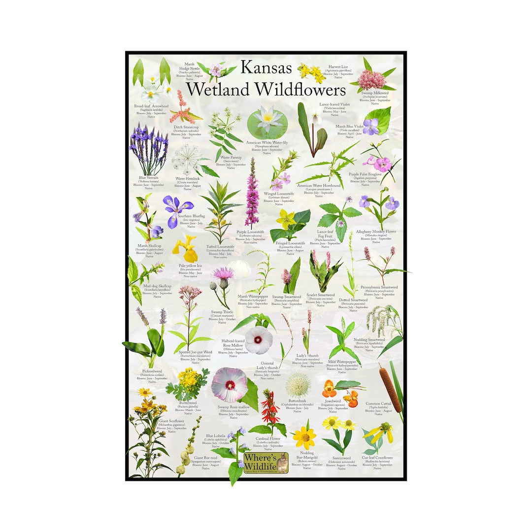 Kansas Wetland Wildflower Identification Poster / Wildflower Field ...