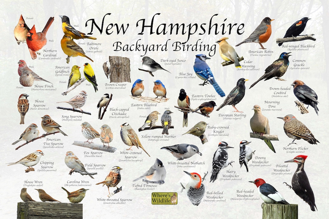 Birds of New Hampshire Backyard Birding Identification Picture Print ...