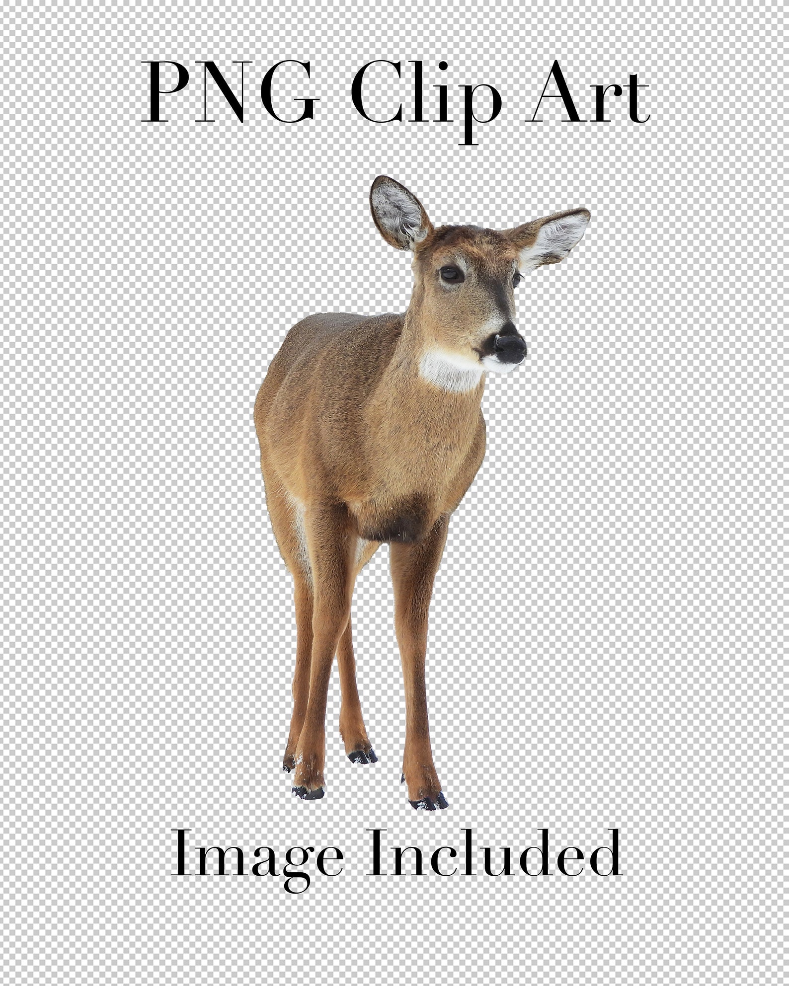 White Tailed Deer Animal Clip Art set of 5 PNG Clipart With - Etsy