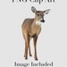 White Tailed Deer Animal Clip Art (set of 5) PNG Clipart With ...