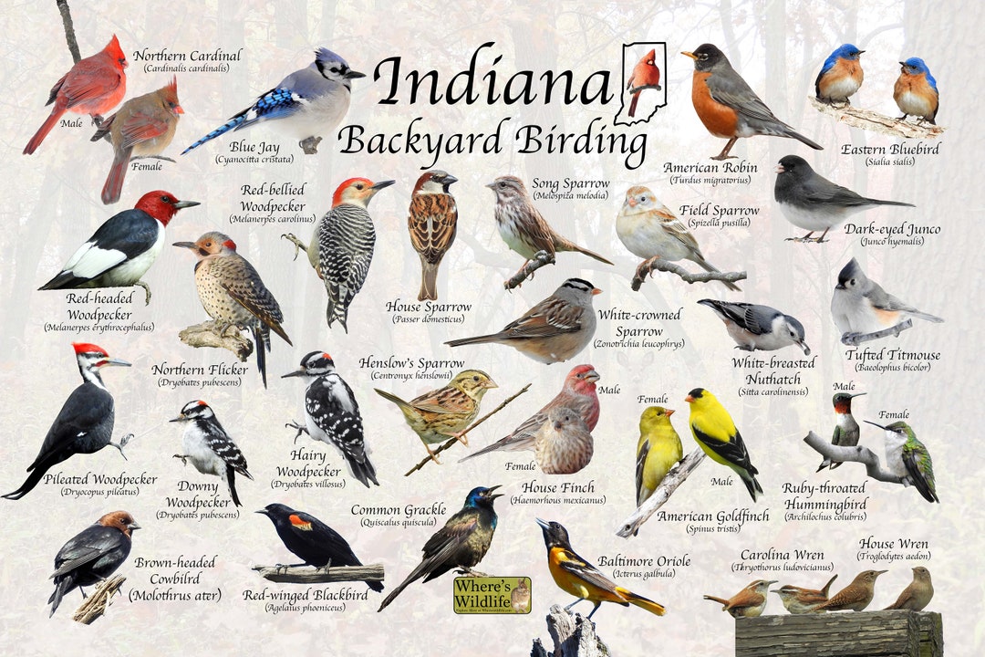 Birds of Indiana Backyard Birding Identification Chart - Field Guide to ...