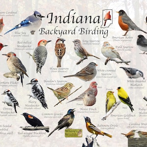 Birds of Indiana Backyard Birding Identification Chart - Field Guide to ...