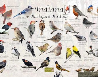 Birds of Ohio Backyard Birding Identification Picture Print/ | Etsy