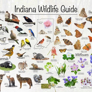 Indiana Wildlife Guide Poster Print / Common State Birds, Mammals ...