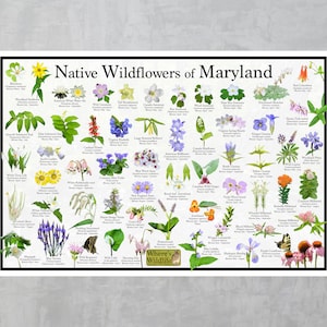 Native Wildflowers of Maryland / State Flower Field Guide Providing ...
