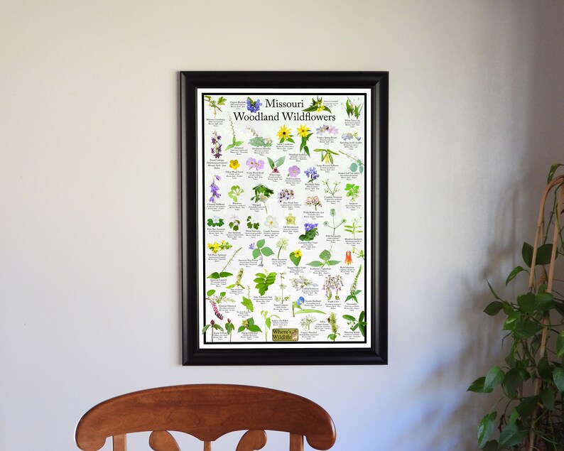 Missouri Woodland Wildflower Field Guide / State Flower - Etsy
