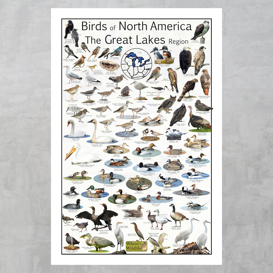 Birds of North America the Great Lakes Region Shorebird and Waterfowl ...