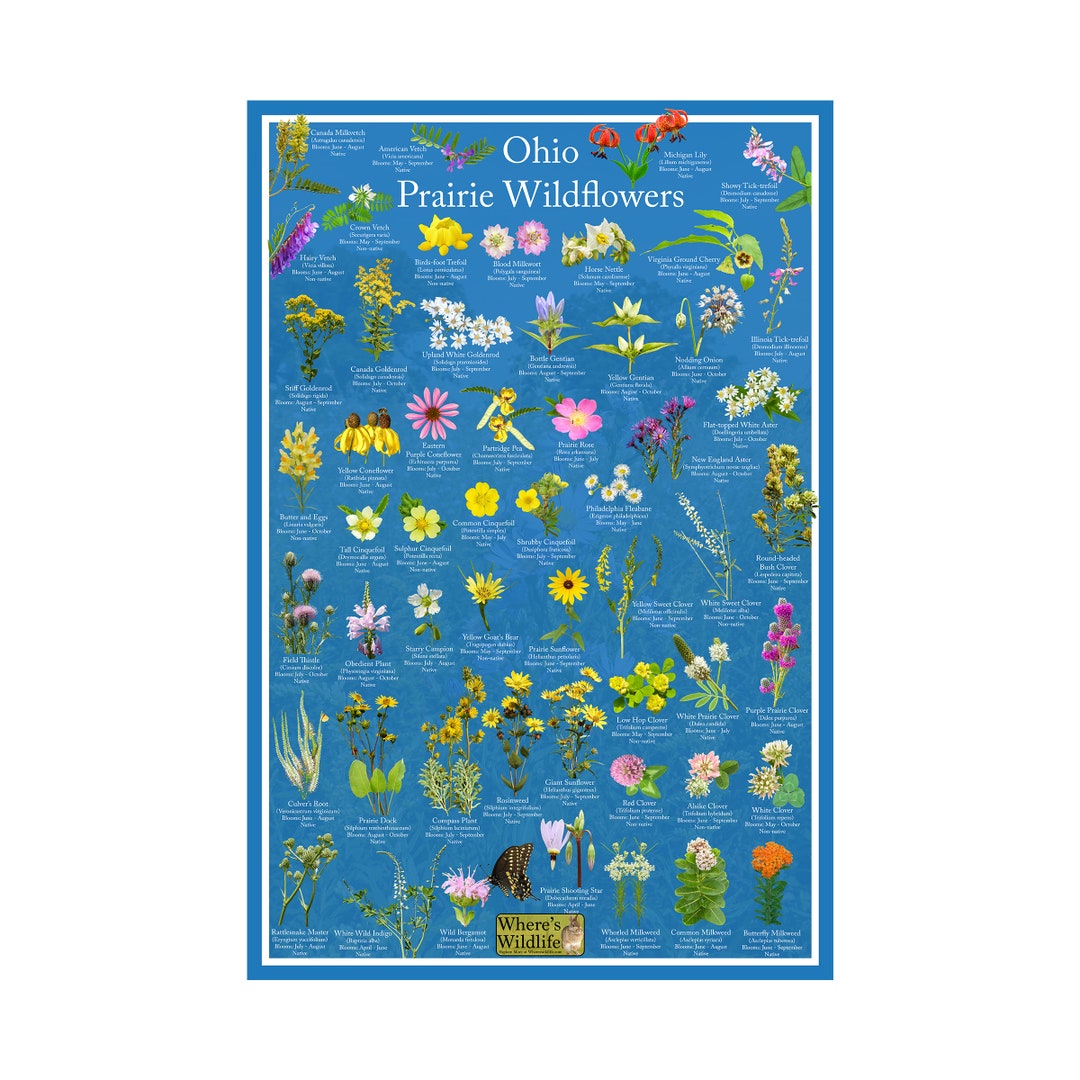 Ohio Prairie Wildflower Identification Nature Poster / State Wildflower ...