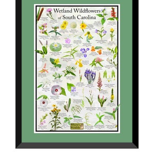 Wetland Wildflowers of South Carolina Flower Identification Poster ...