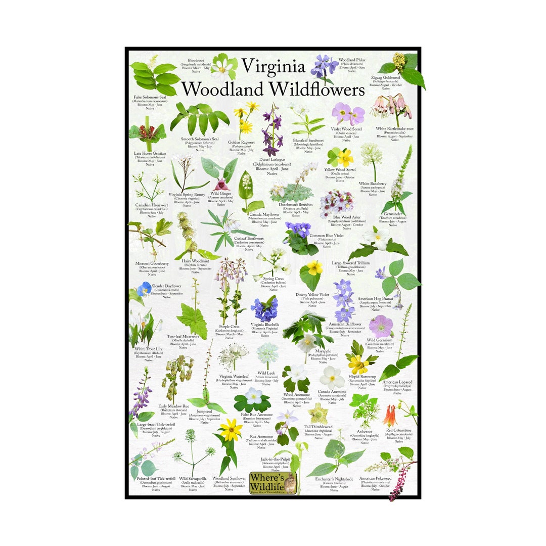Virginia Woodland Wildflower Field Guide Poster / Flower Identification ...