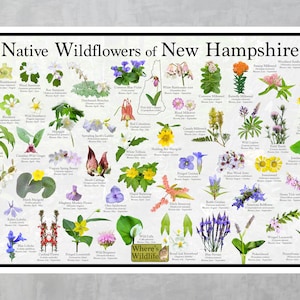 Native Wildflowers of New Hampshire / State Flower Field Guide / Common ...