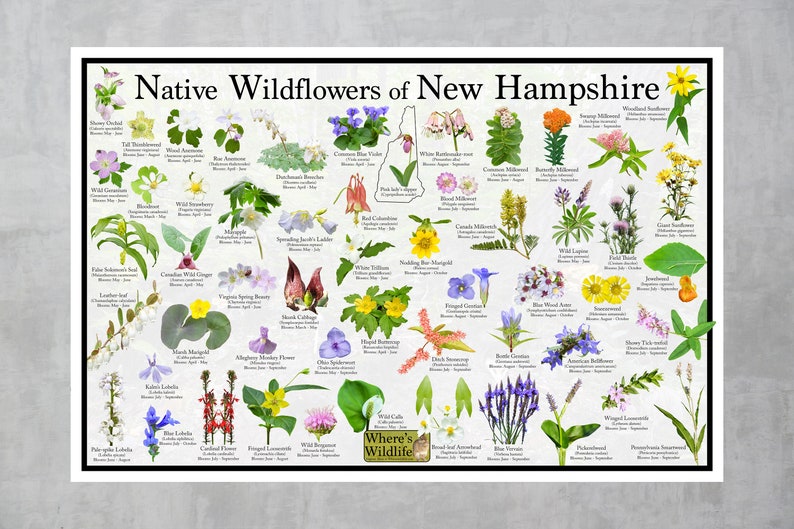 Native Wildflowers of New Hampshire / State Flower Field Guide - Etsy