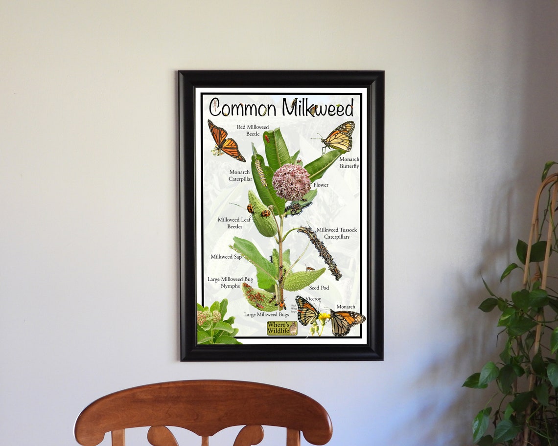 Common Milkweed Nature Poster / Fun Educational Poster Plant | Etsy