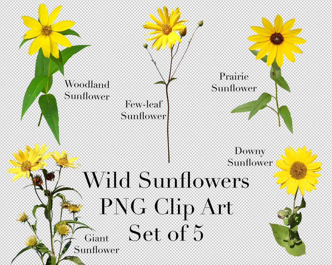 Native Sunflowers of North America set of 5 PNG Clipart With ...