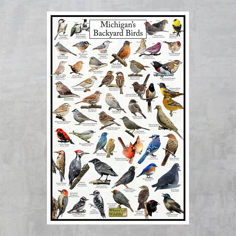 Michigan's Backyard Birds Poster - Michigan Bird Watching Chart ...