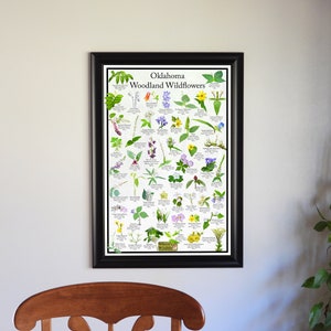 Oklahoma Woodland Wildflower Poster / Native Flower Identification ...