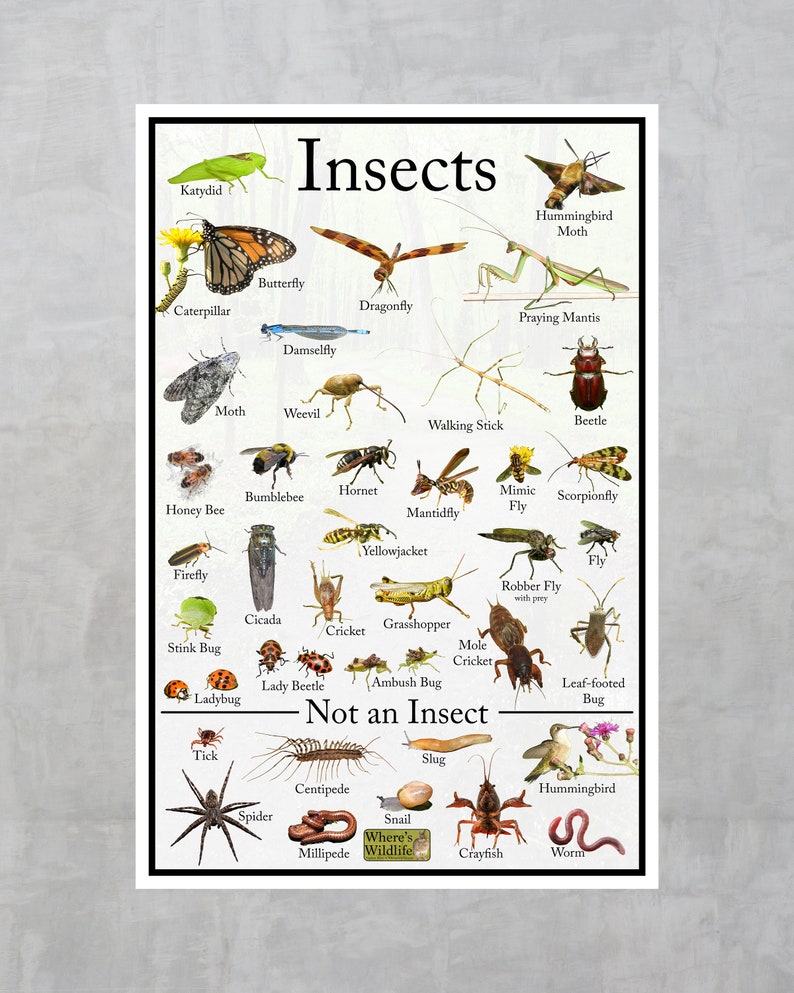 Insects Field Guide Educational Nature Print / Insect ID Collection ...