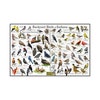Backyard Birds of New York Bird Identification Poster Divided Into Year ...