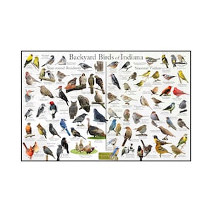 Backyard Birds of Indiana Bird Identification Poster Divided Into Year ...