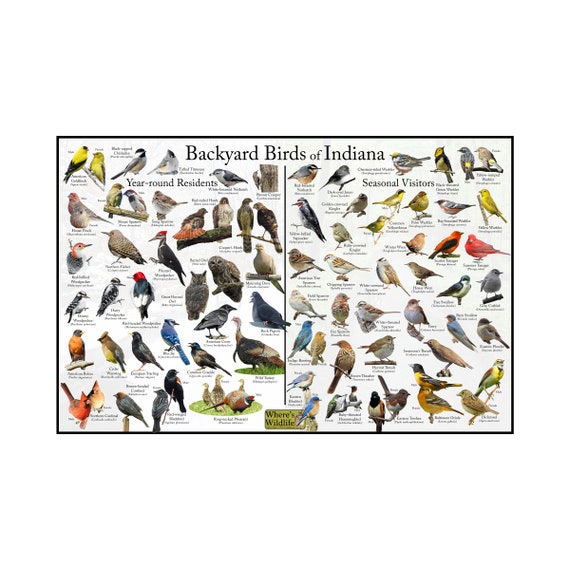 Backyard Birds of Indiana Bird Identification Poster Divided - Etsy